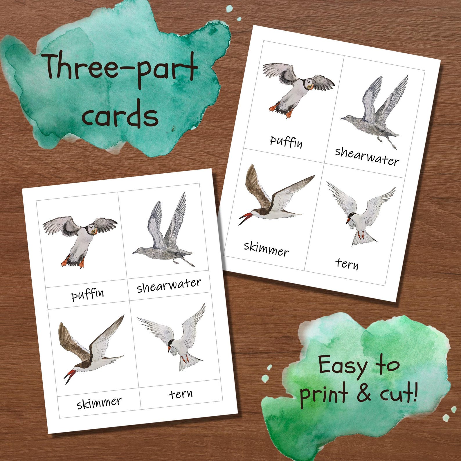 Seabird & Shorebird Three-part Cards: Nomenclature Flashcards ...