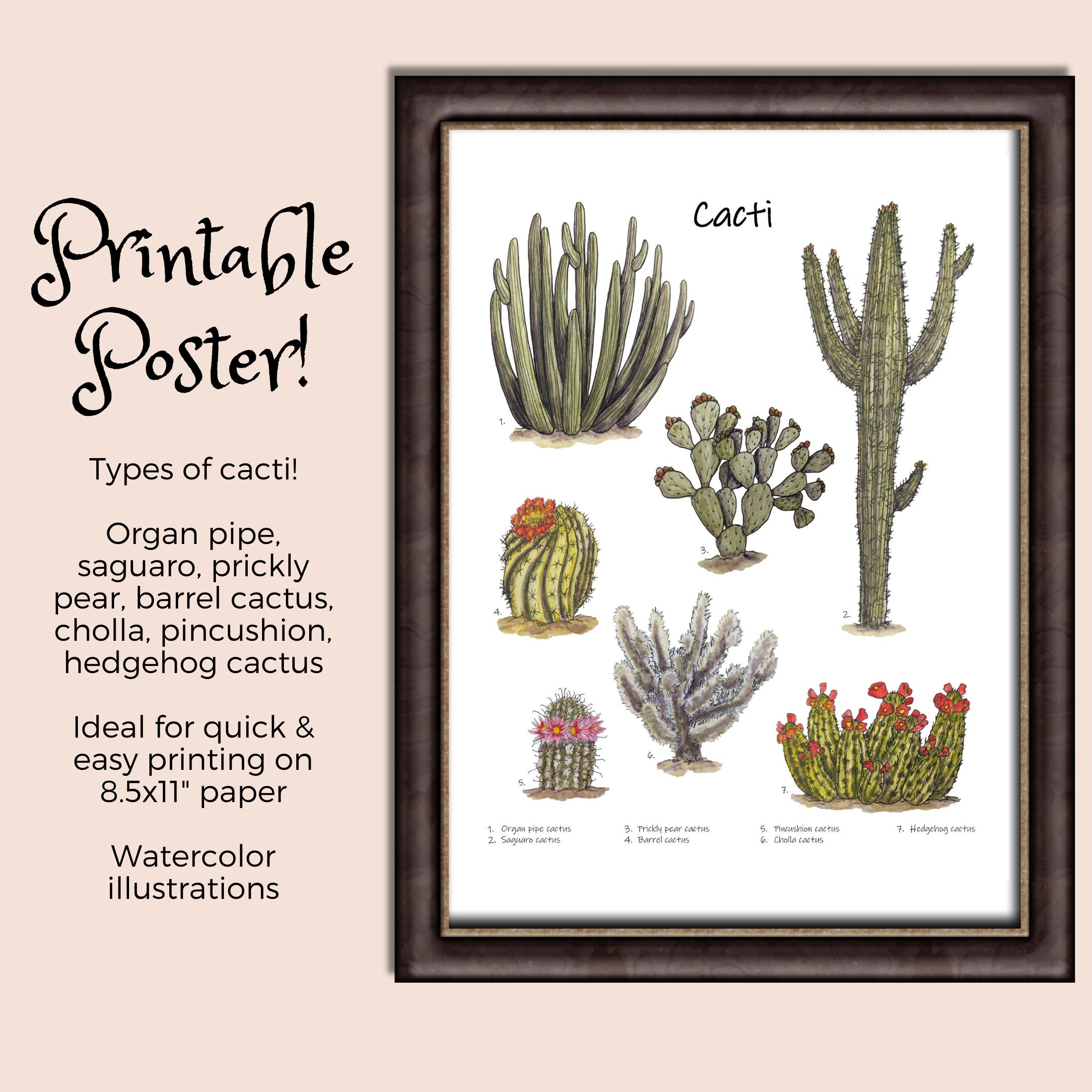 Cactus Poster: Printable Poster With Watercolor Designs of 7 Common ...