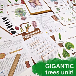 Trees Unit: Homeschool Science Printables & Activities (PDF Download ...