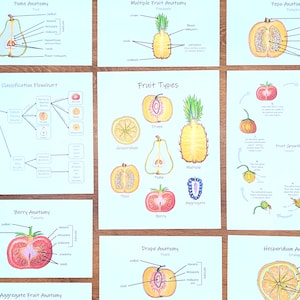 Botany Collection: Study Plants, Pollination, and More! Plant Unit ...