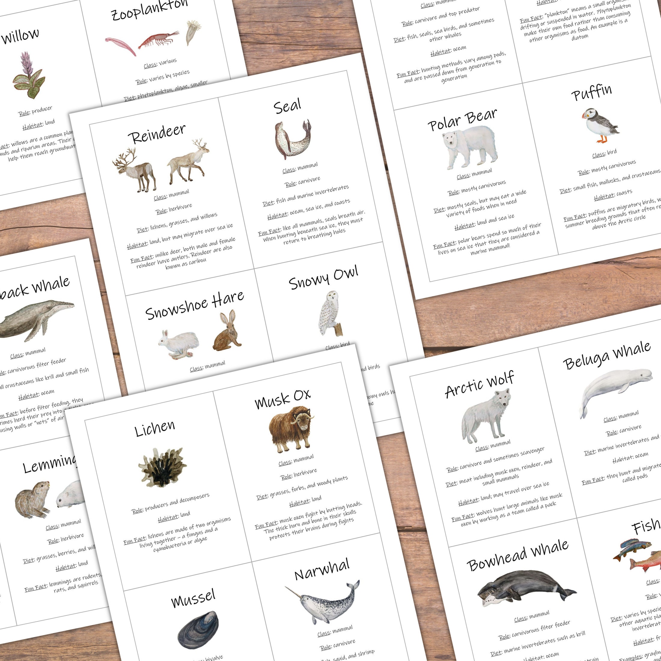 Arctic Food Web Mini Study: Homeschool Unit, Science Activities, Winter ...