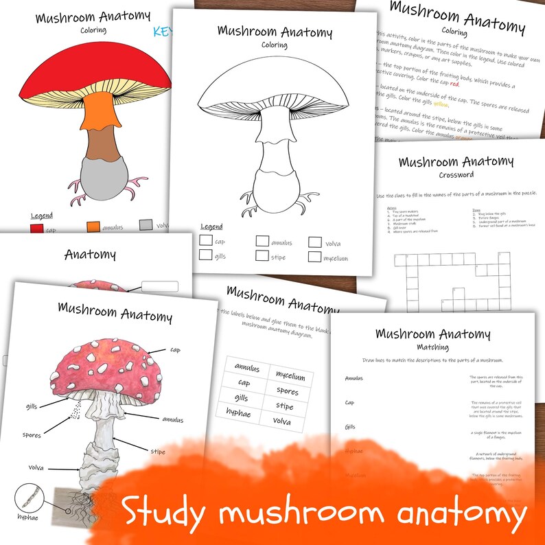 Mushroom Unit: Fungi Anatomy & Life Cycle Printables (PDF Download) - Etsy