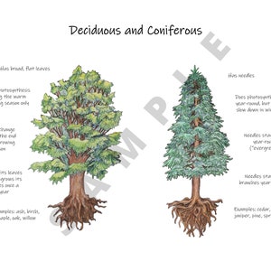 Conifer Vs Deciduous Trees: Printable Classroom Poster for Tree ...