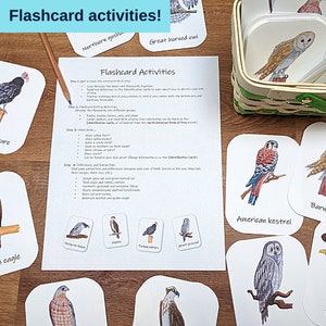 Birds of Prey: the Ultimate Raptors Unit Study! Nature Study ...