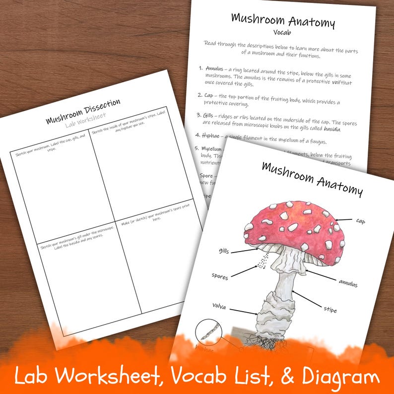 Mushroom Dissection Lab: Directions, Student Worksheet, Vocab List, and ...