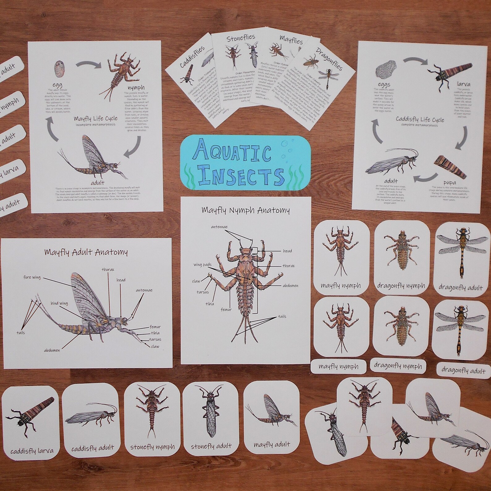 Aquatic Insects: Mini Study Homeschool Ecology Activities - Etsy