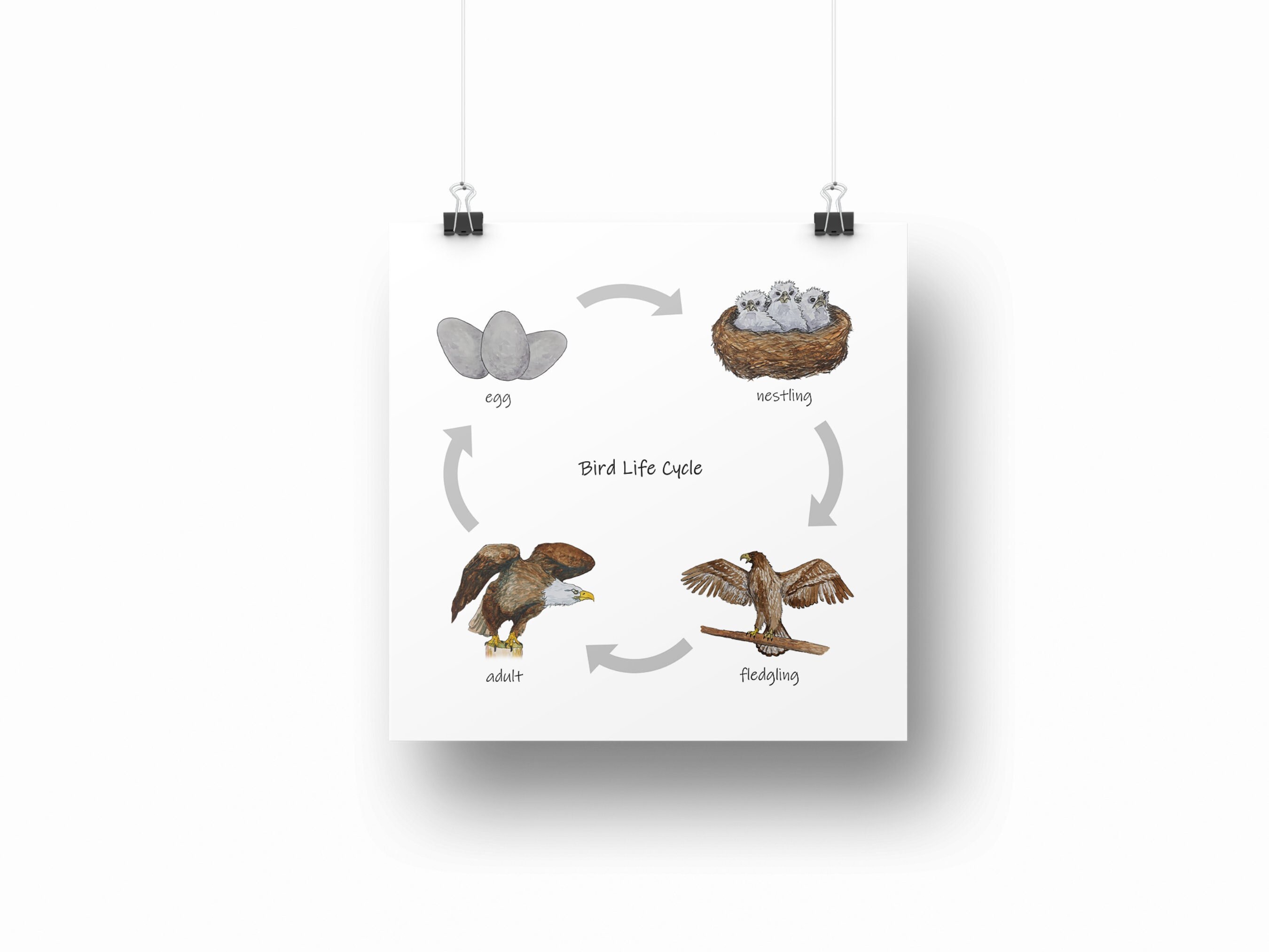 Bird Life Cycle Diagram: Printable Classroom Poster - Etsy Canada