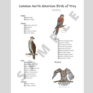 Common Raptors Checklist: North American Birds of Prey List - Etsy