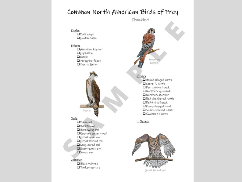 Common Raptors Checklist: North American Birds of Prey List - Etsy
