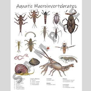 Macroinvertebrates Poster: Identify Common Aquatic Species, Printable ...