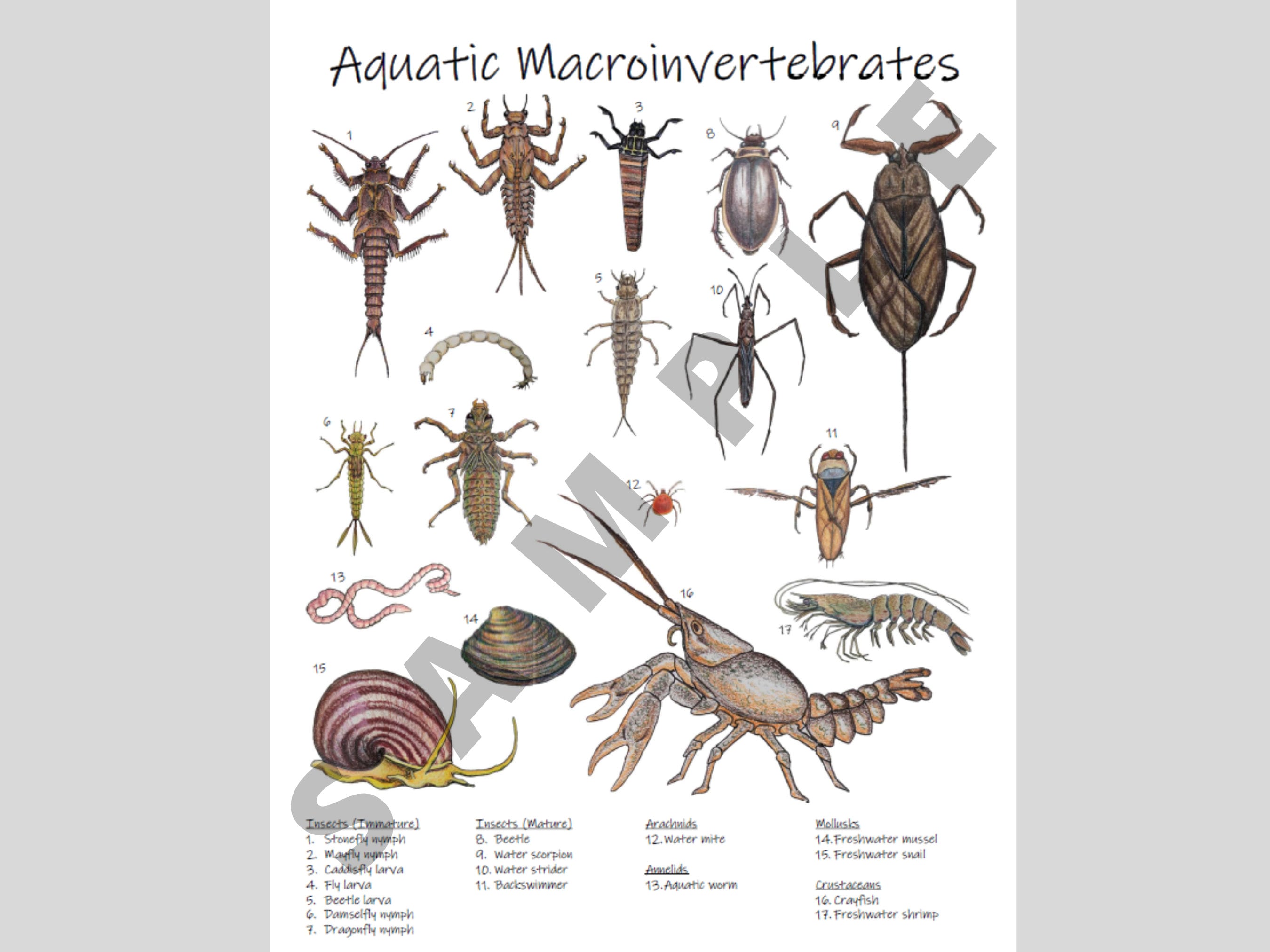 Macroinvertebrates Poster: Identify Common Aquatic Species, Printable ...