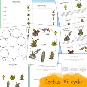 Cactus Unit: Nature Curriculum, Homeschool Science, Nature Study ...