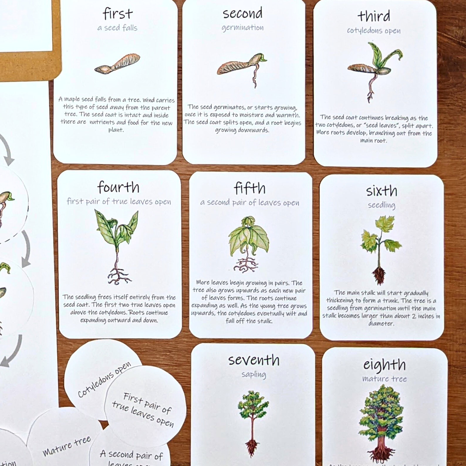 Maple Tree Life Cycle Mini Study: Tree Life Cycle Worksheet, Classroom ...