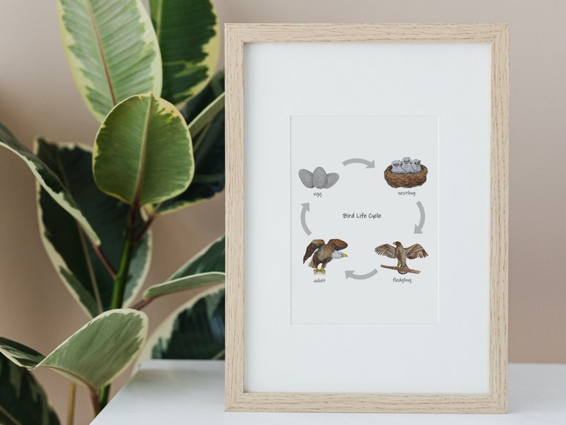 Bird Life Cycle Diagram: Printable Classroom Poster - Etsy Canada