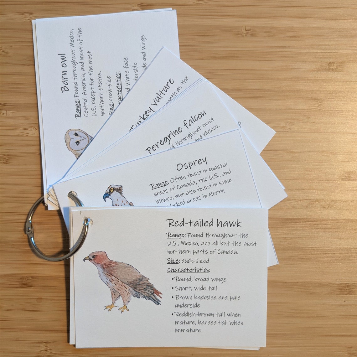 Birds of Prey Identification Cards: Watercolor Raptor Field Guide (PDF ...