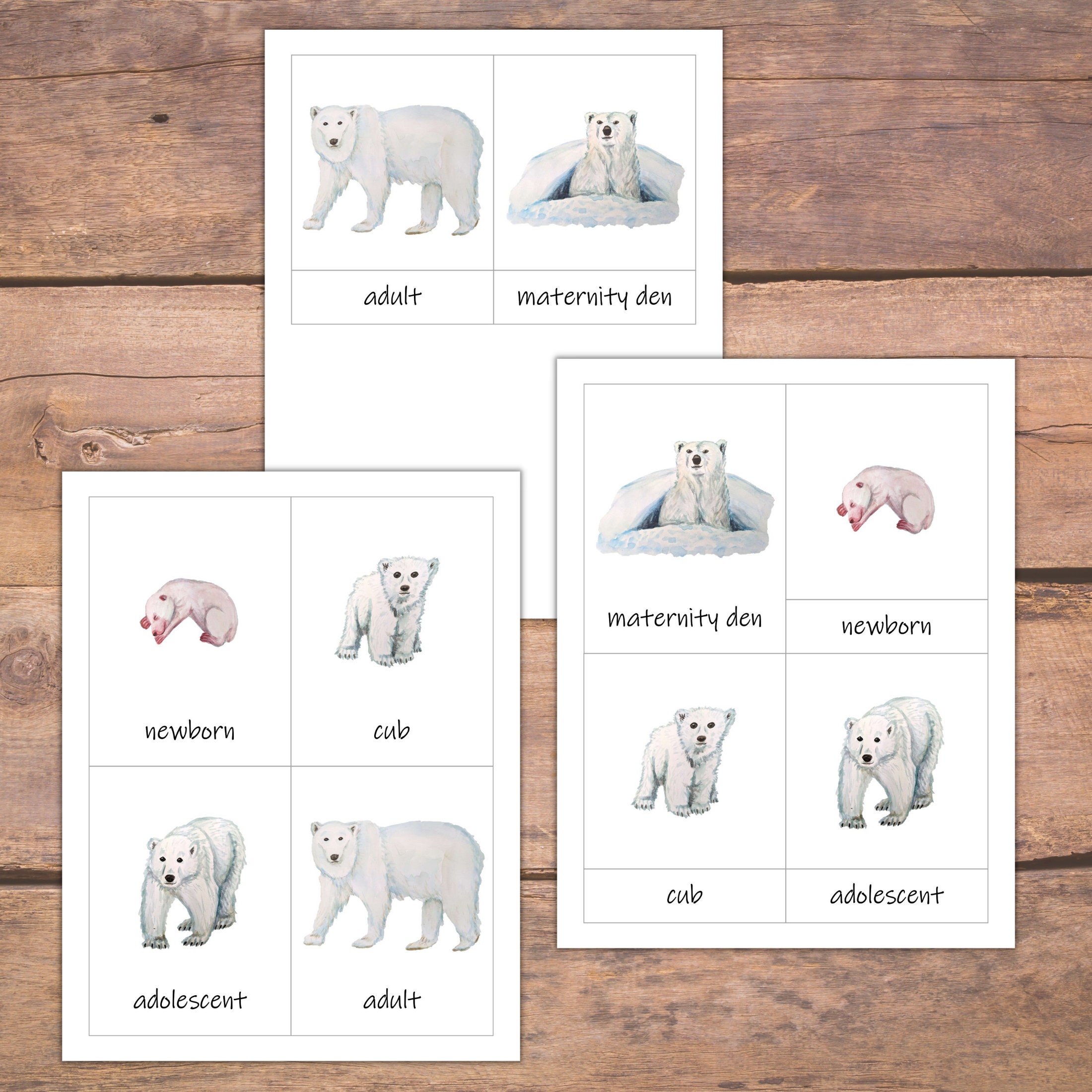 Polar Bear Anatomy & Life Cycle Mini Study (PDF) - Etsy