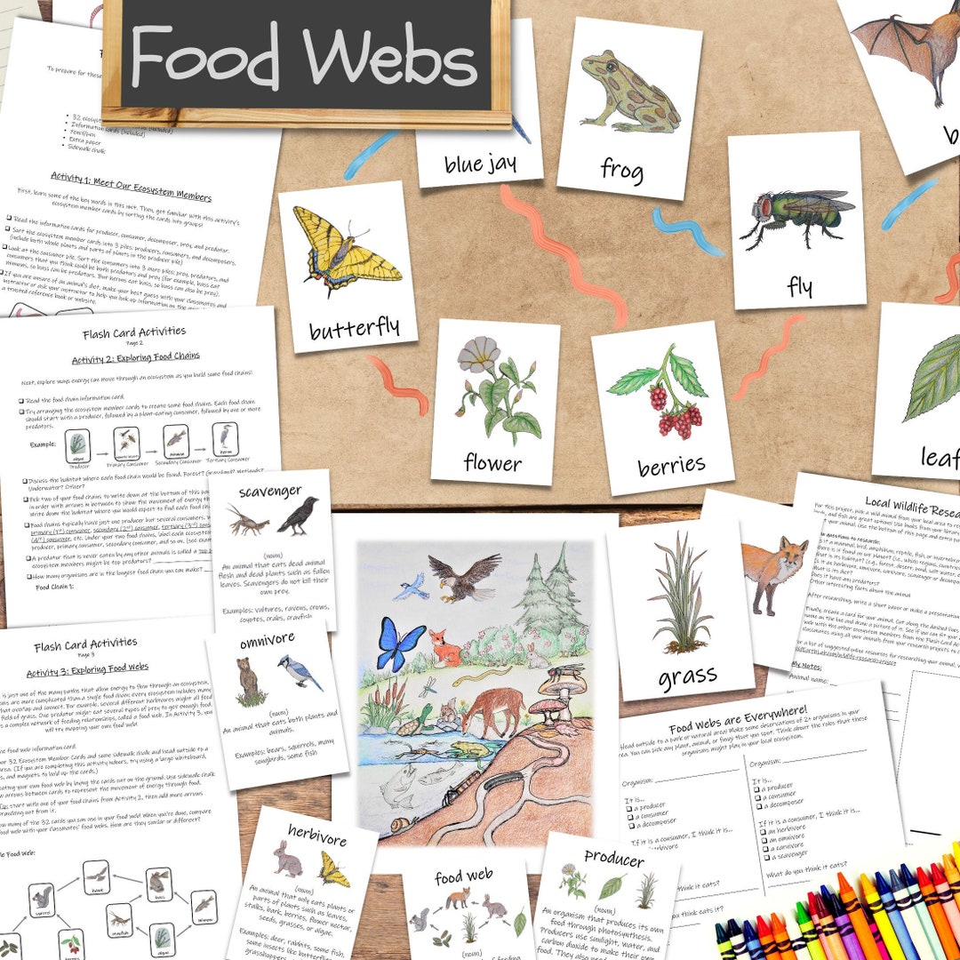 Food Webs Unit: Ecology Activities, Worksheets, & Printables (PDF ...