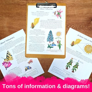 Pollination Unit: Activities, Lesson Plan, and Classroom Materials ...