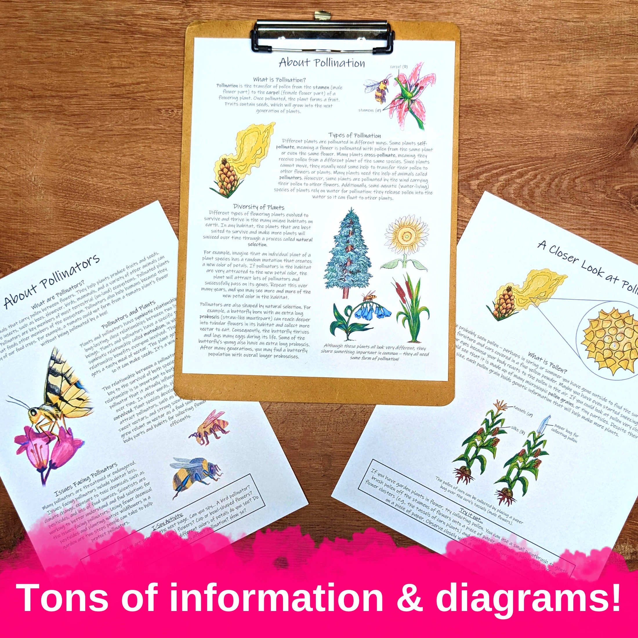 Pollination Unit: Activities, Lesson Plan, and Classroom Materials ...