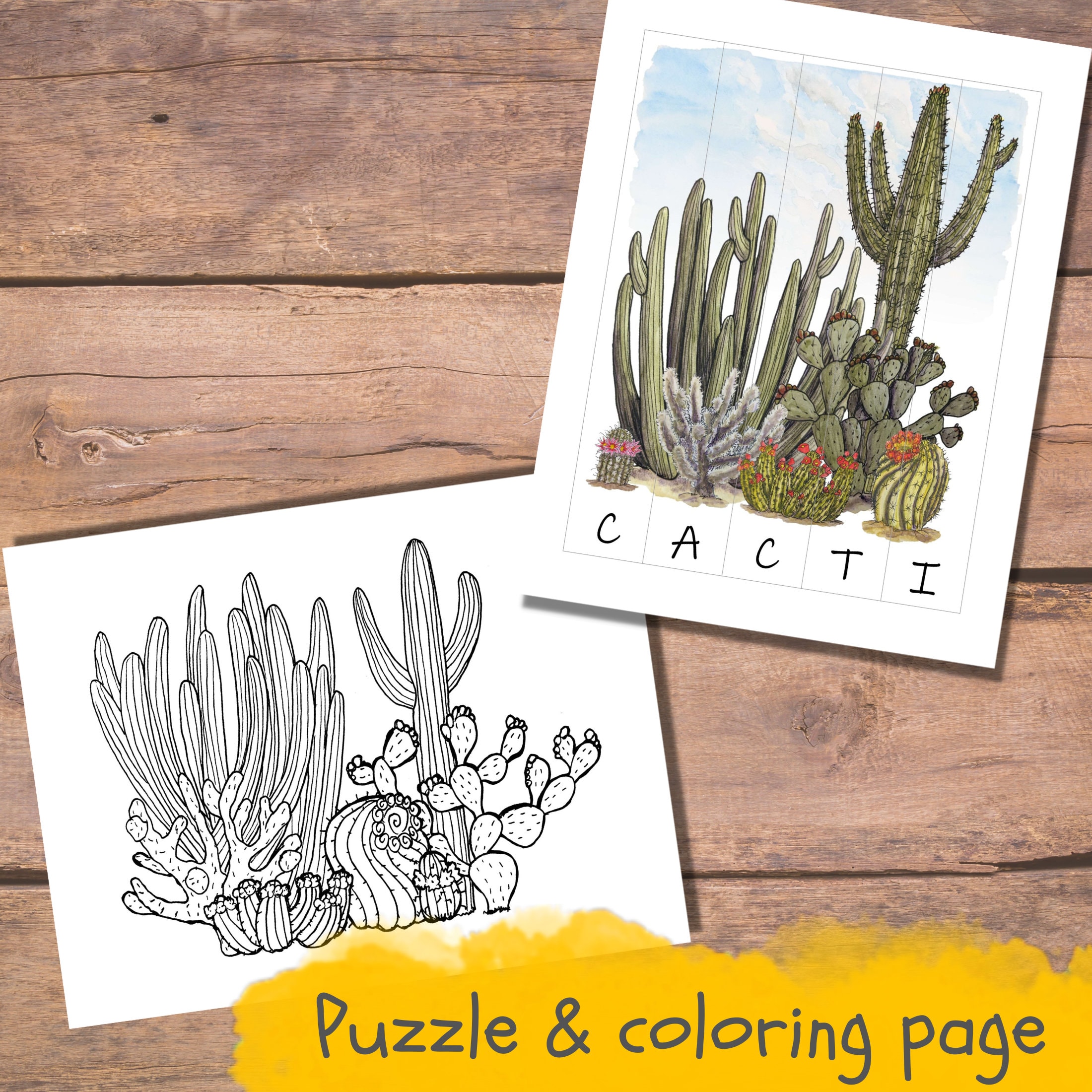 Identify Common Cacti Types of Cacti, Plant ID Cards, Classroom Poster ...