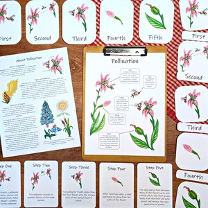 Botany Collection: Study Plants, Pollination, and More! Plant Unit ...