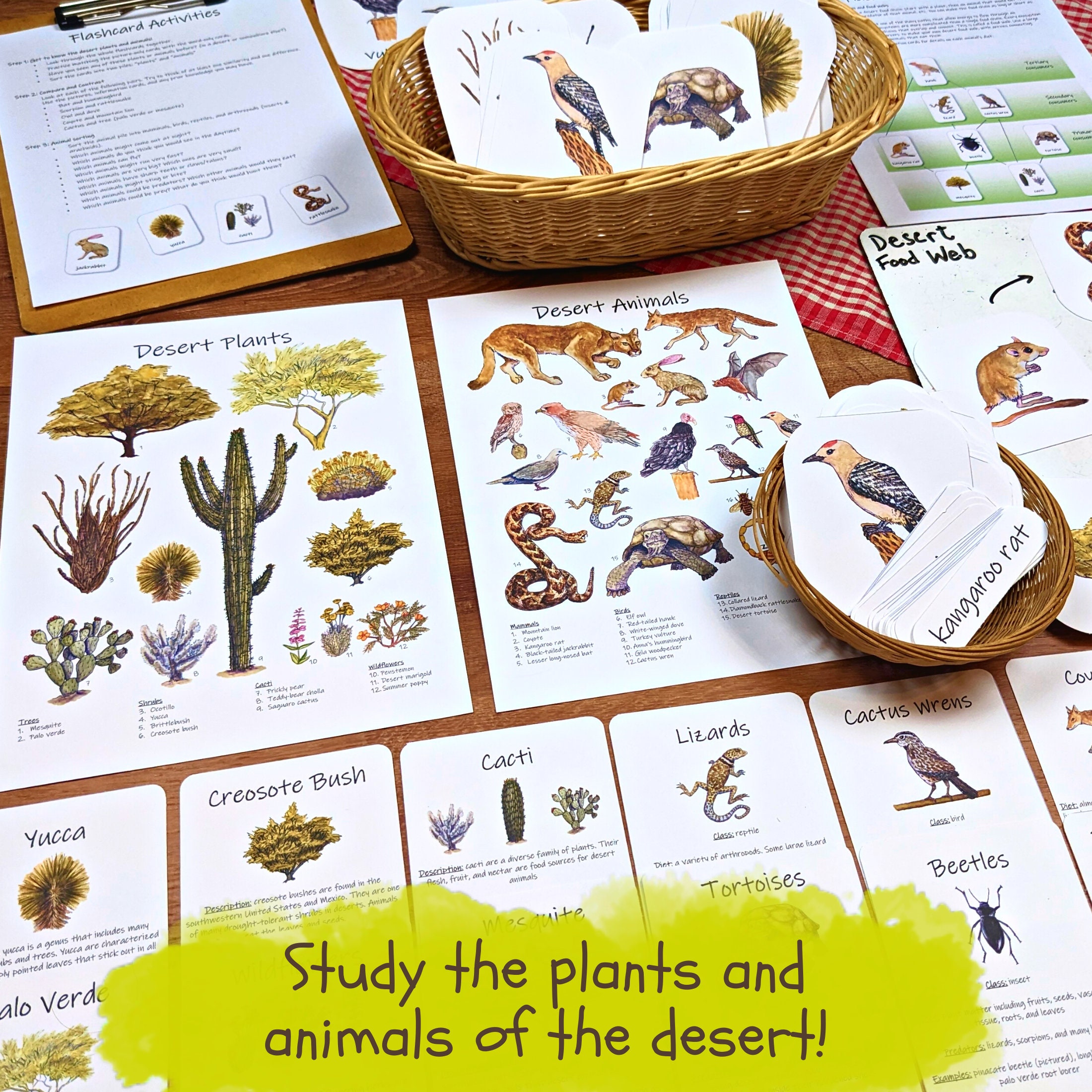 Desert Ecology Unit: Biome Study, Food Webs, Animal Adaptations (PDF ...