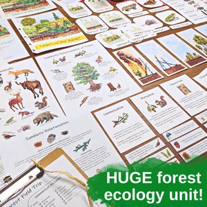 Forest Ecology Unit: Homeschool Nature Study & STEM Learning (PDF) - Etsy