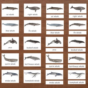 Whales Mini Study: Life Cycle, Anatomy, and Types of Whales - Printable ...