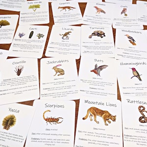 Desert Animals & Plants Mini Study: Handouts, Flashcards, Food Web ...