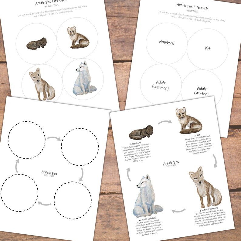 Arctic Fox Mini Study: Life Cycle and Anatomy, Lesson Plan, Winter ...