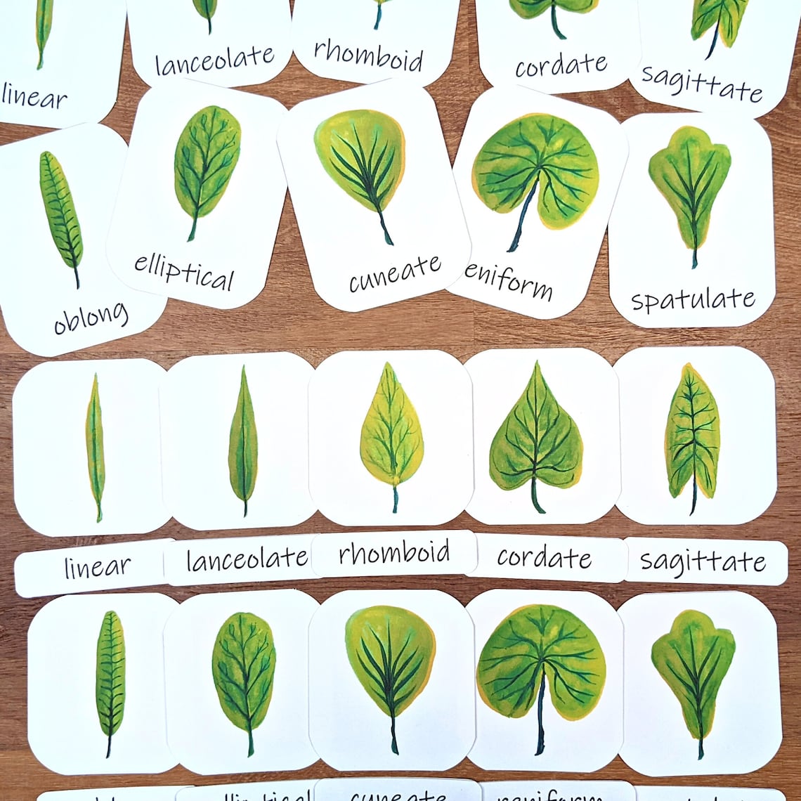 Leaf Shapes Three-part Cards: Montessori-style Flashcards - Etsy