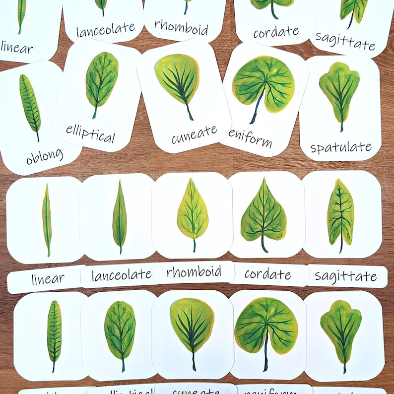 Leaf Shapes Three-part Cards: Montessori-style Flashcards - Etsy