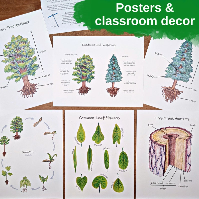 Trees Unit: Homeschool Science Printables & Activities (PDF Download ...