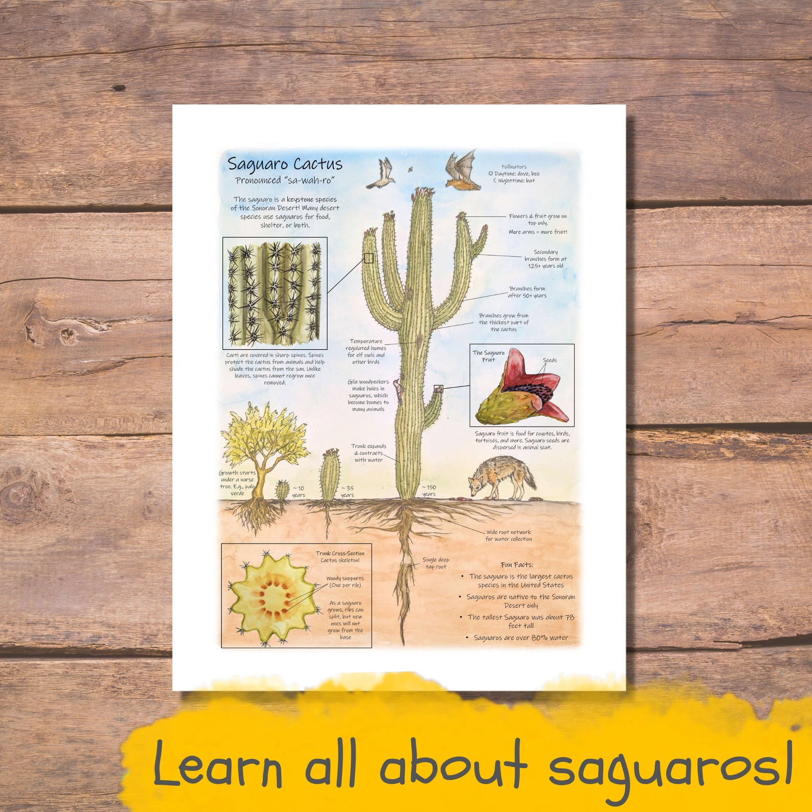 Saguaro Cactus: Classroom Set With Posters, Readings, & Activities ...