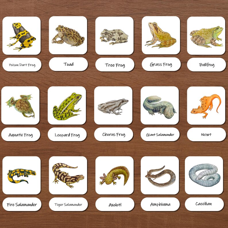 Amphibian Three-part Cards: Printable Nomenclature Flashcards ...