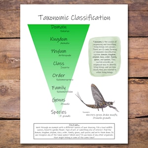 Taxonomic Classification Poster: Teach Kids About Taxonomy Classroom ...