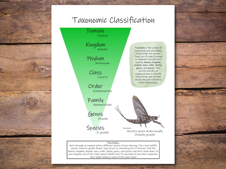 Taxonomic Classification Poster: Teach Kids About Taxonomy Classroom ...