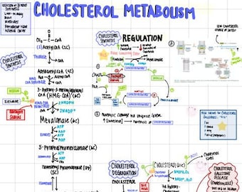 Cholesterol Metabolism Study Sheet - Etsy