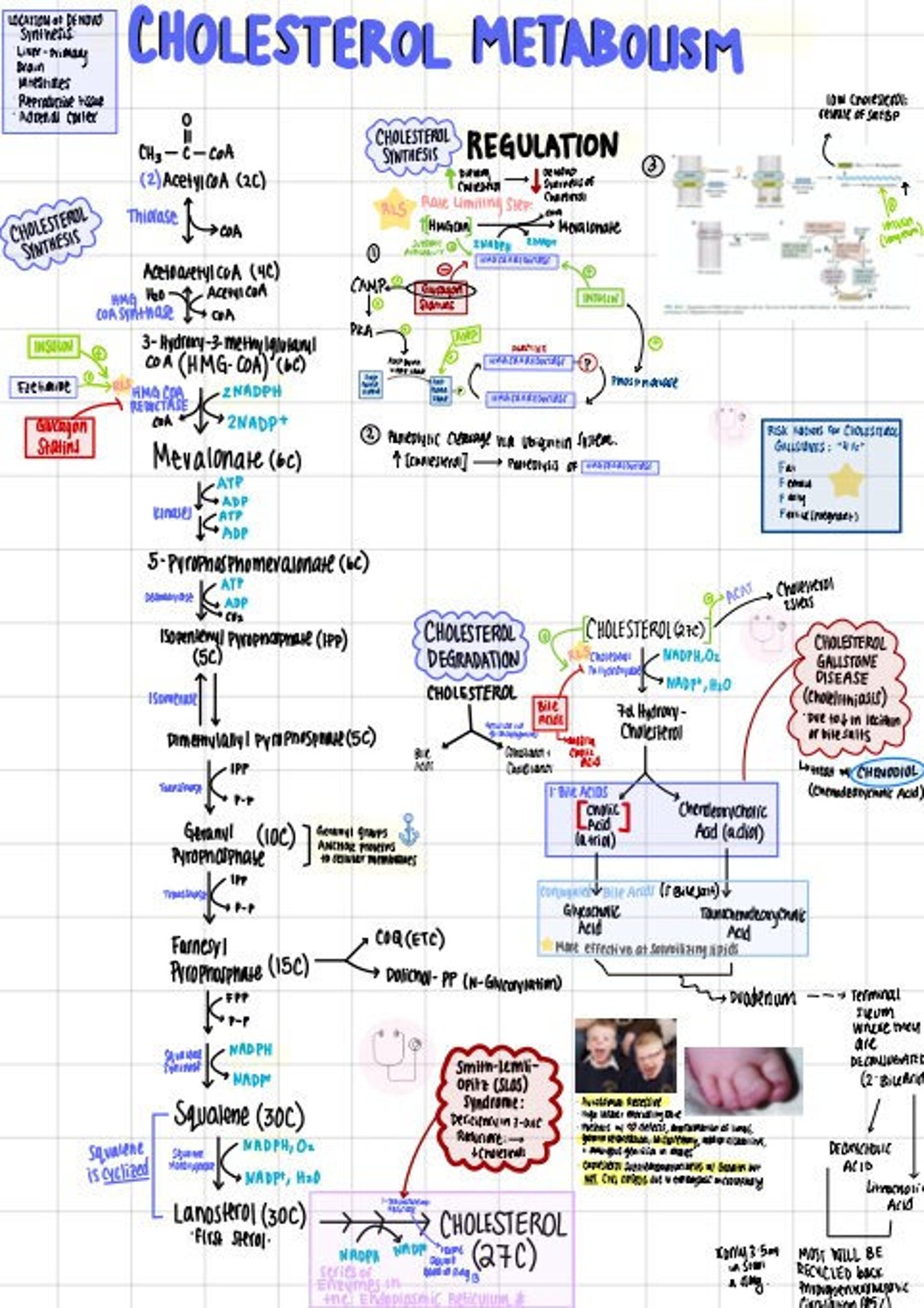 Cholesterol Metabolism Study Sheet - Etsy