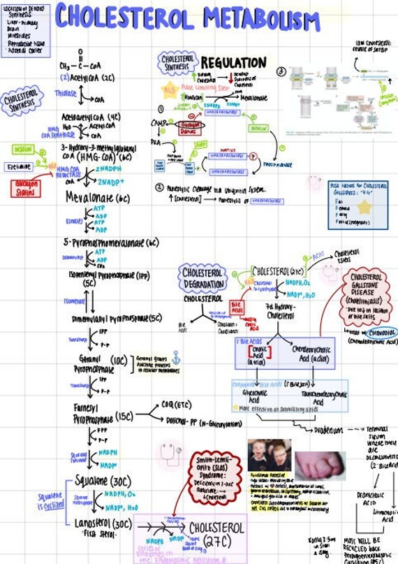 Cholesterol Metabolism Study Sheet - Etsy