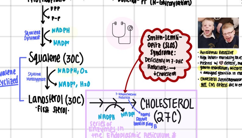 Cholesterol Metabolism Study Sheet - Etsy