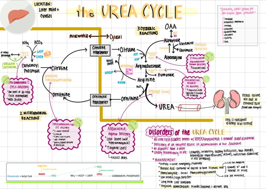 Urea Cycle Study Sheet - Etsy