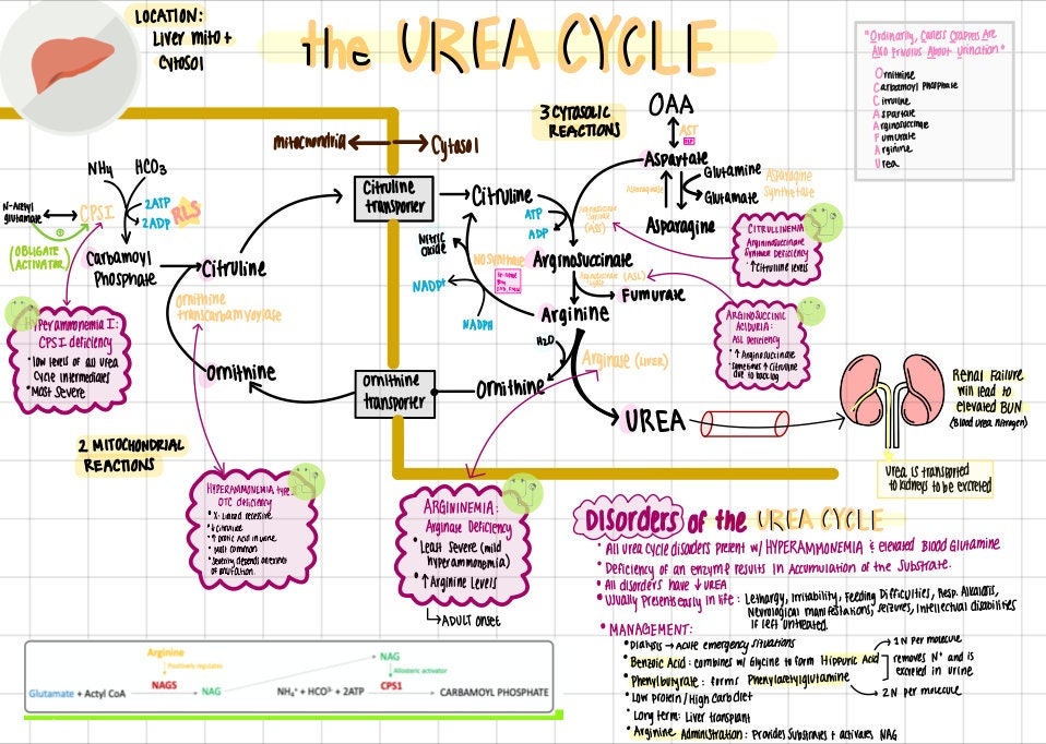 Urea Cycle Study Sheet - Etsy