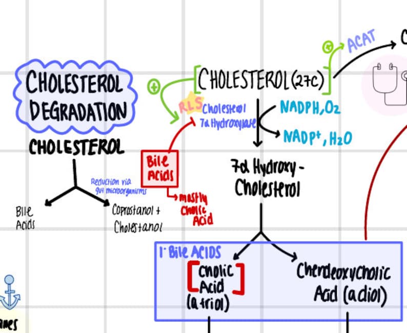 Cholesterol Metabolism Study Sheet - Etsy