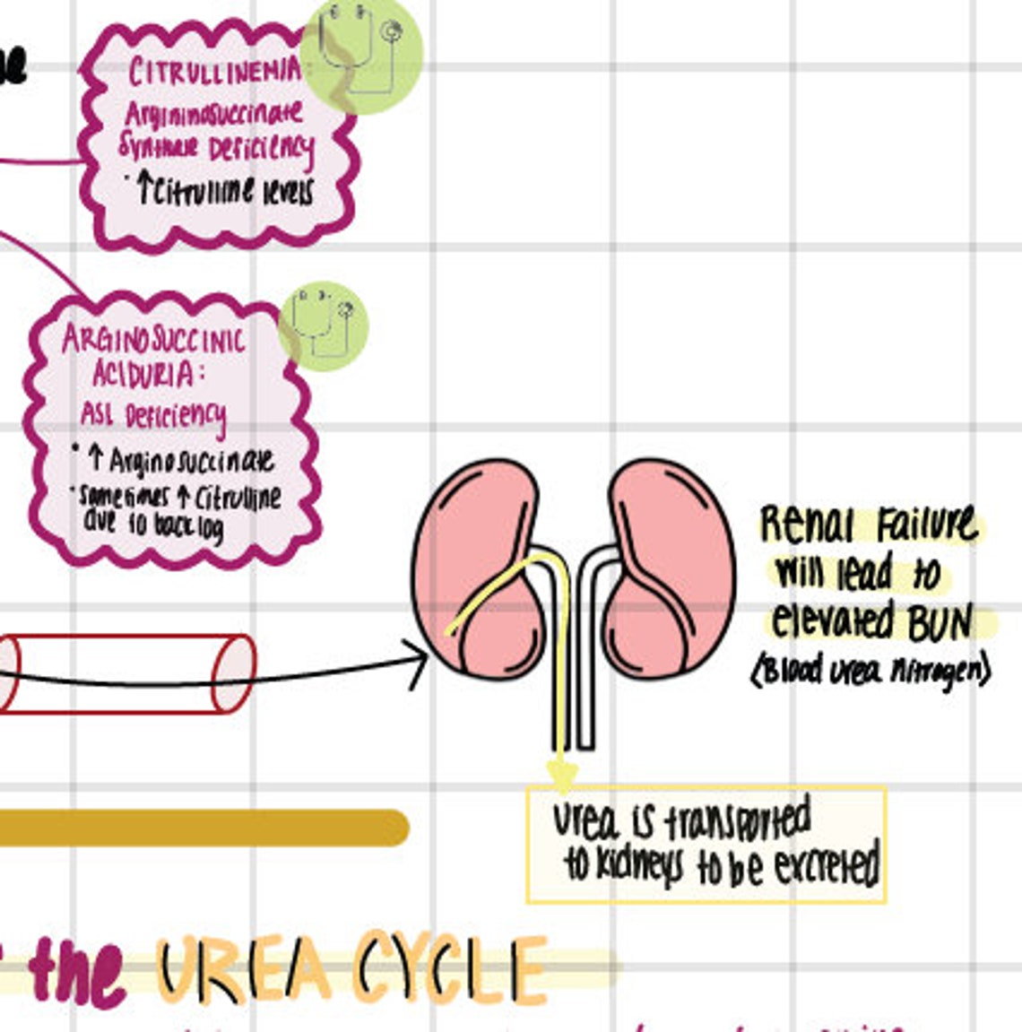 Urea Cycle Study Sheet - Etsy