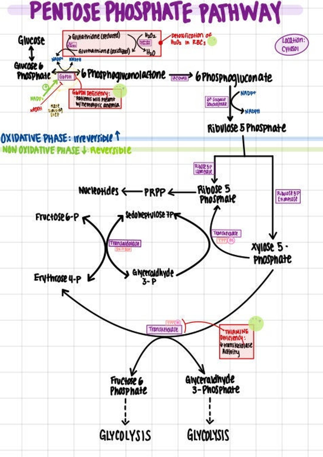 Pentose Phosphate Pathway Study Sheet - Etsy