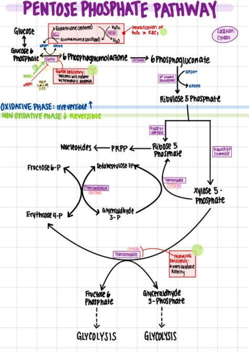 Pentose Phosphate Pathway Study Sheet - Etsy