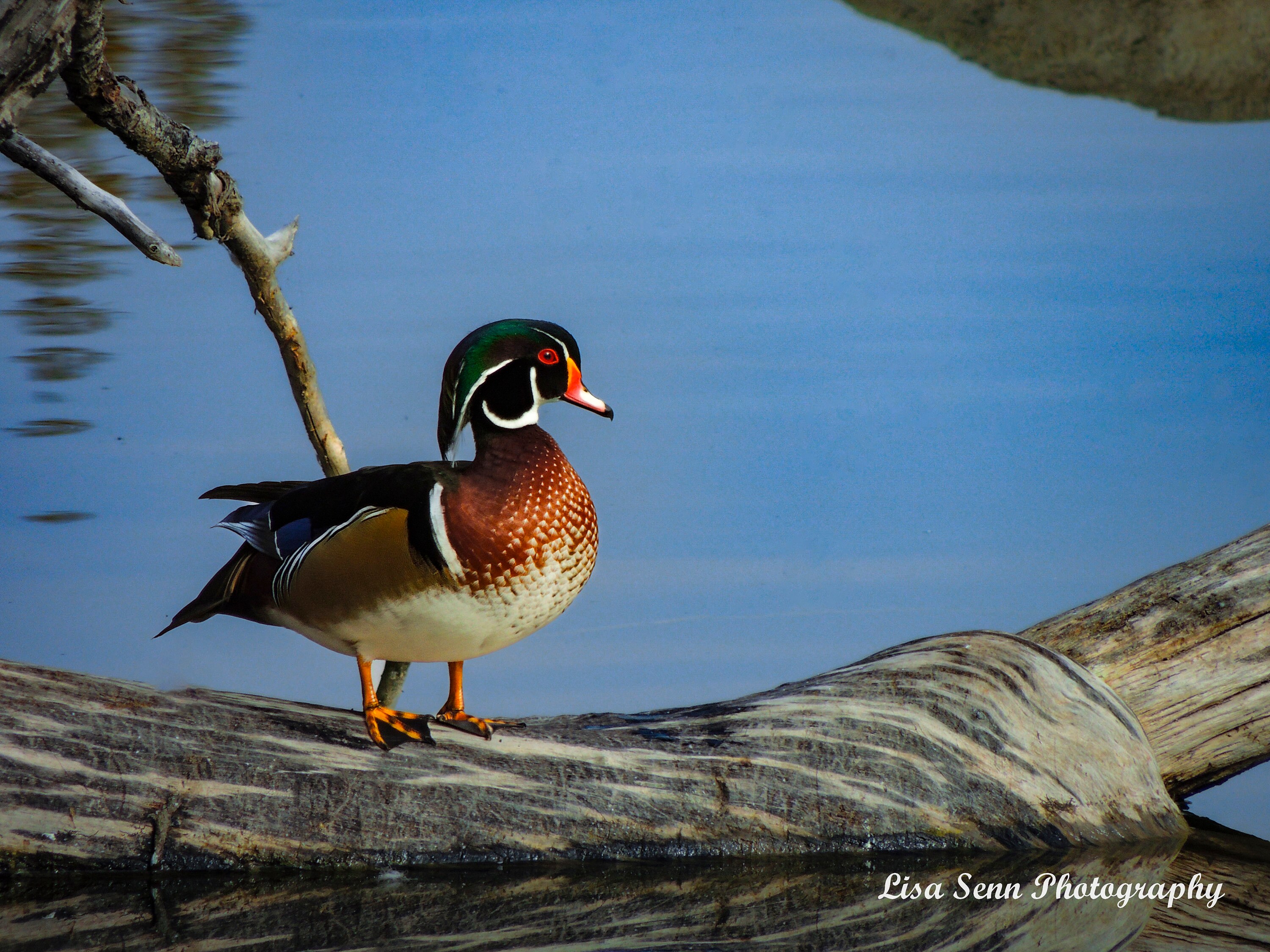 Wood Duck (male), Calgary Canada (photo Print) - Etsy