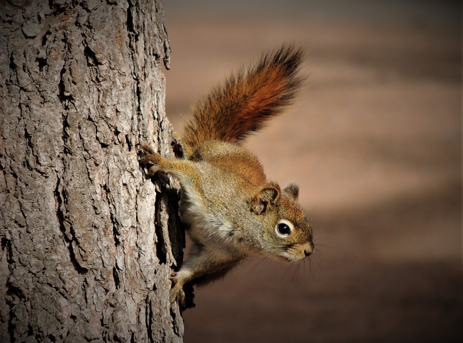 Wildlife Red Squirrel Calgary Canada | Etsy