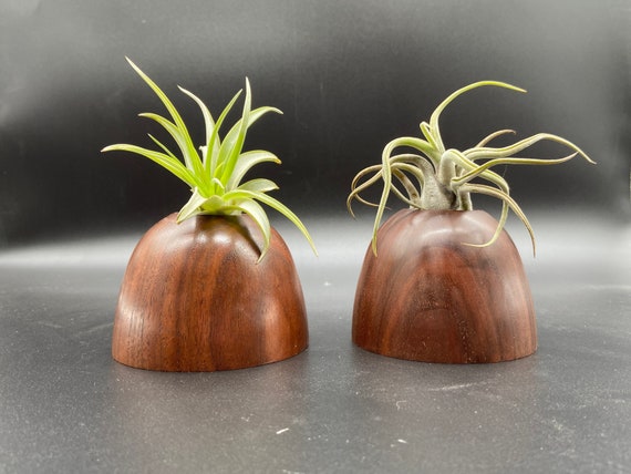 3 Tall Multi Use Walnut Holders | Etsy